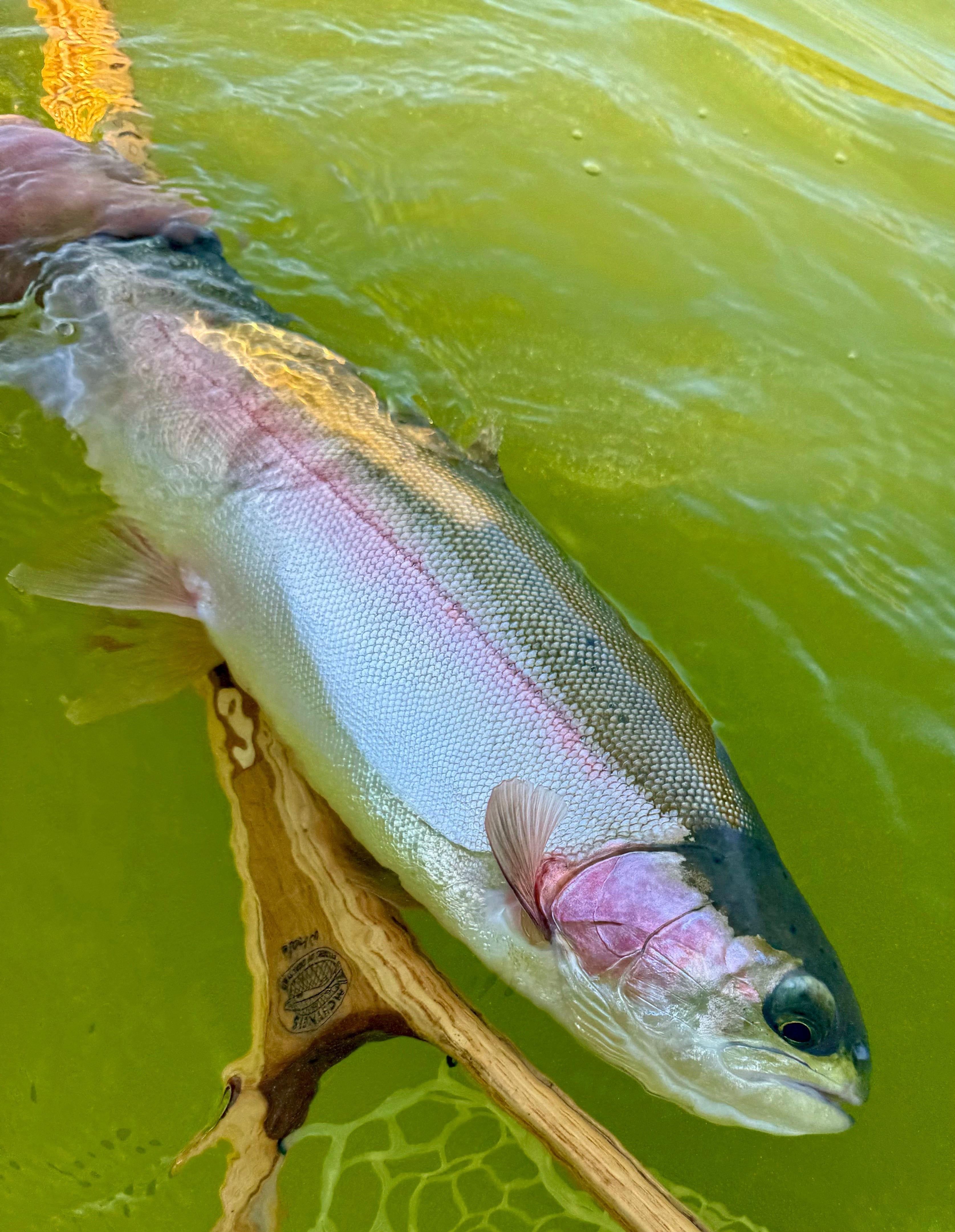 Pacific Angler Friday Fishing Report: June 27, 2025