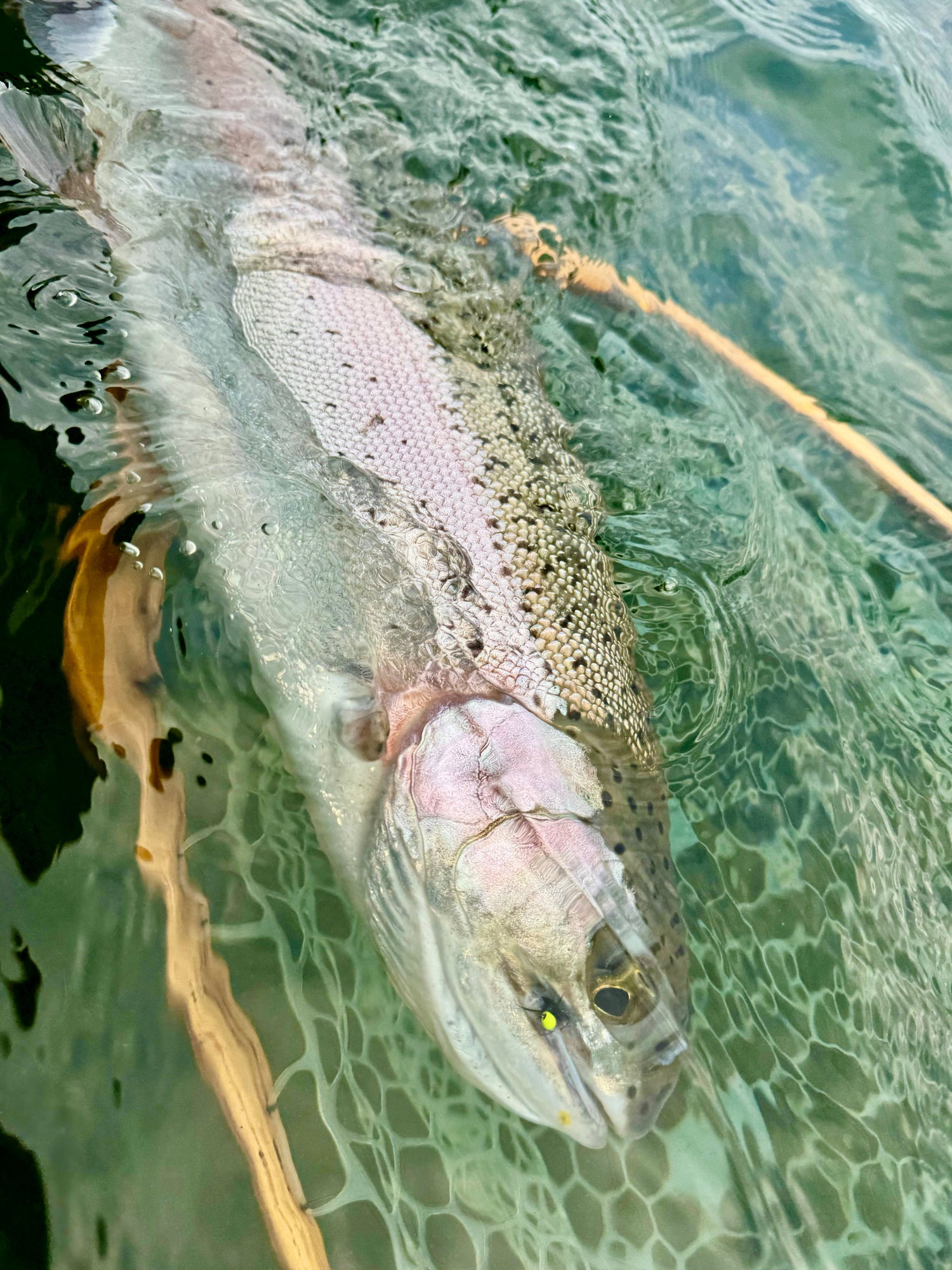 Pacific Angler Friday Fishing Report