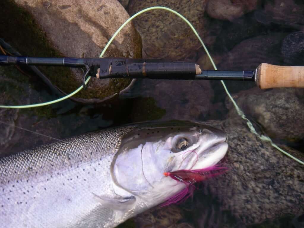 Steelhead – Pacific Angler