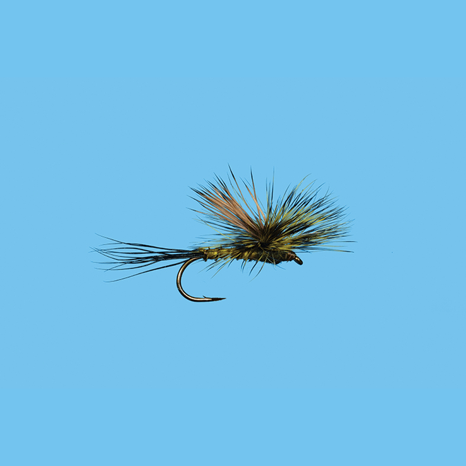 Tiltwing – Pacific Angler
