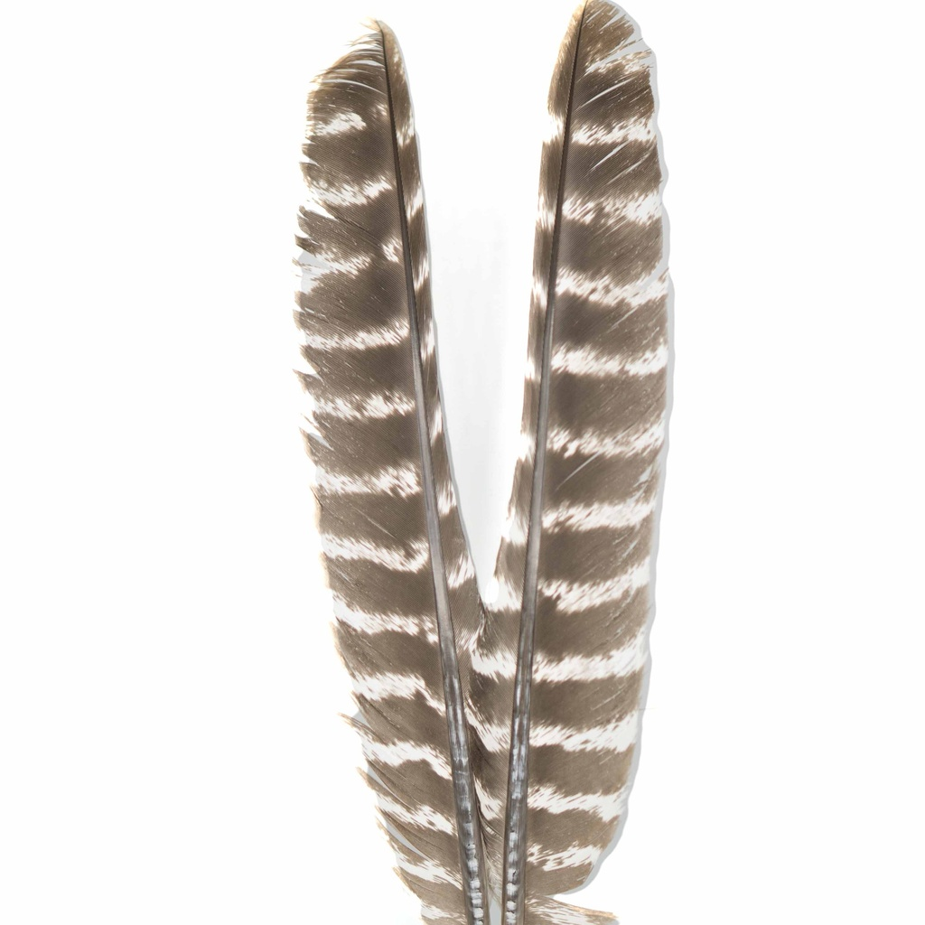 Shor Ozark Turkey Biot - Pair – Pacific Angler