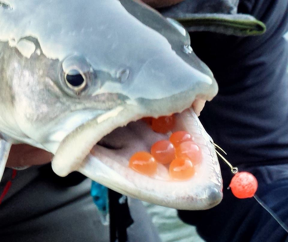 Pacific Angler Course: Fly Fishing Egg Patterns